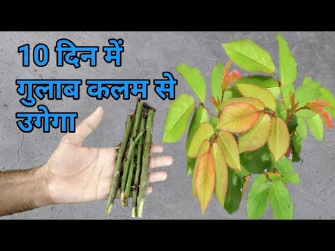 गुलाब की कलम लगाने का तरीका/गुलाब की कलम कैसे लगाये/grow rose from cutting