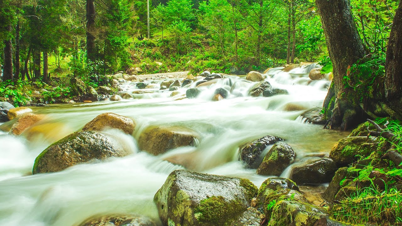 Unwind In Minutes: Spring Ambience ~ Calming Forest Stream Sounds - YouTube