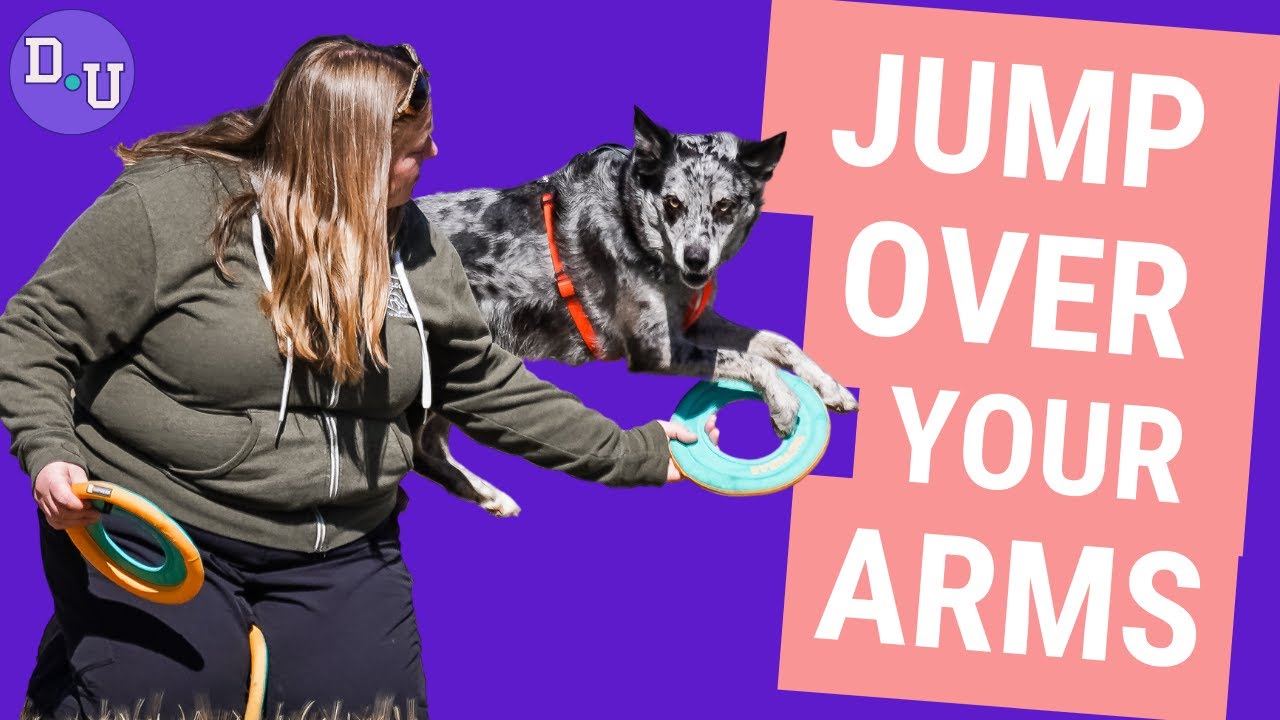Arm Overs/Airplane Trick: Flashy (but easy!) Dog Trick! - YouTube