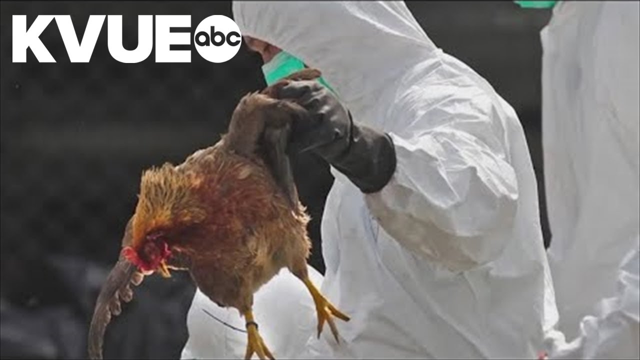Concerns over spread of avian flu in Texas - YouTube