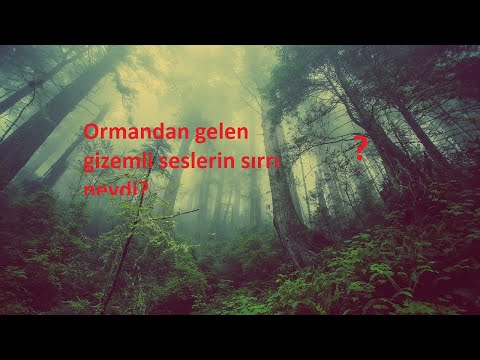 300 Sene Önce Ormandan Gelen Gizemli Seslerin Sebebi Neydi?