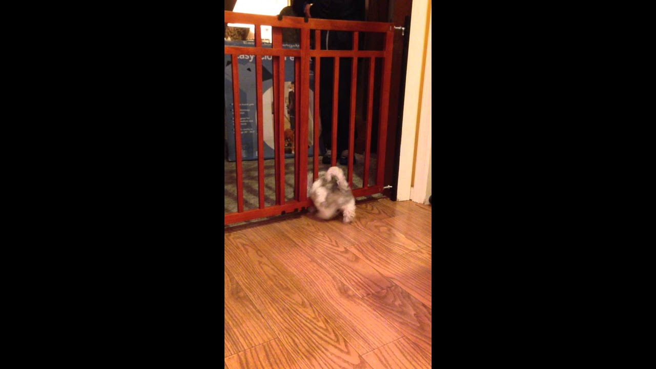 Houdini Dog 2 - YouTube