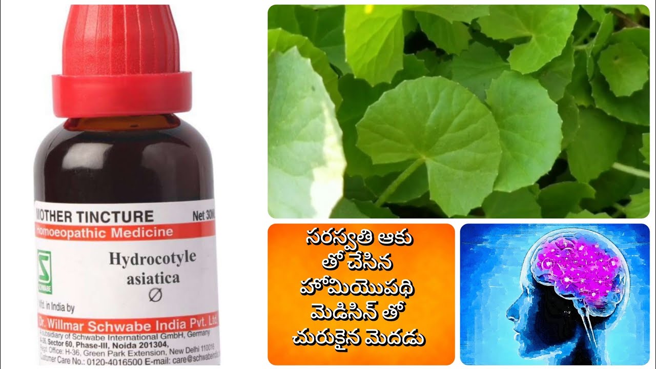 Hydrocotyle #homeopathic #medicine benefits సరస్వతి ఆకు తో చేసిన ...