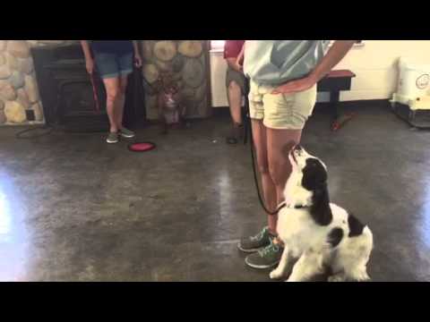 Teaching a high stepping dog - YouTube