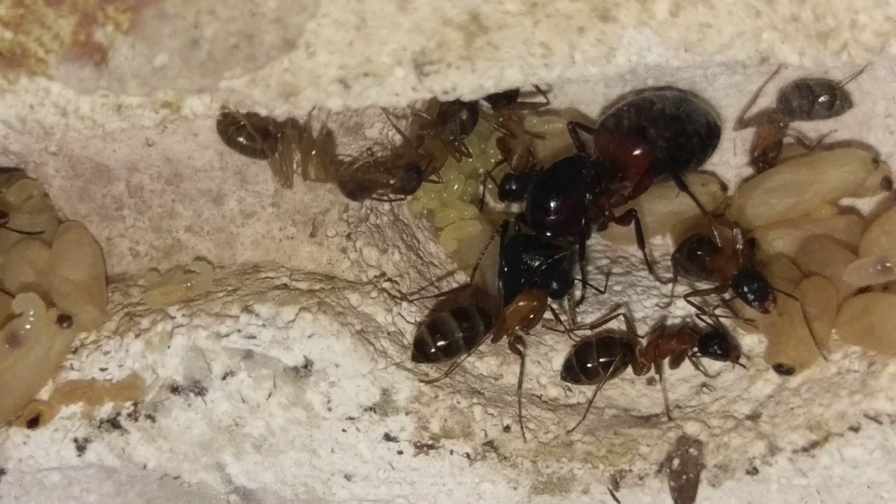 Camponotus ligniperdus ( Braunschwarze Rossameise ) Formicarien ...
