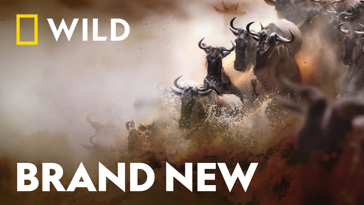 Animal Adventures Across The Planet | Incredible Animal Journeys ...