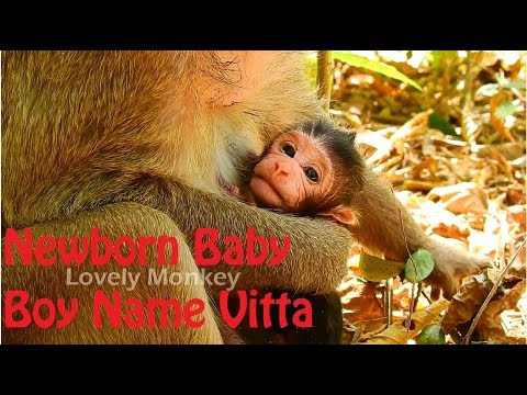 Congrats Mom Vistary In Mila Troop Gave Birth Newborn Baby Boy Name Vitta. Baby Vitta Is Beautiful.