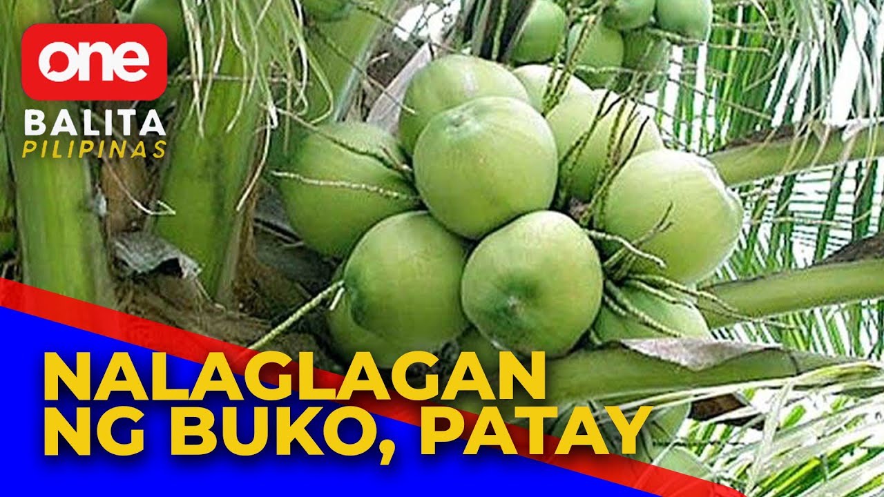 Batang babae, patay matapos mahulugan ng isang buwig ng buko sa North ...