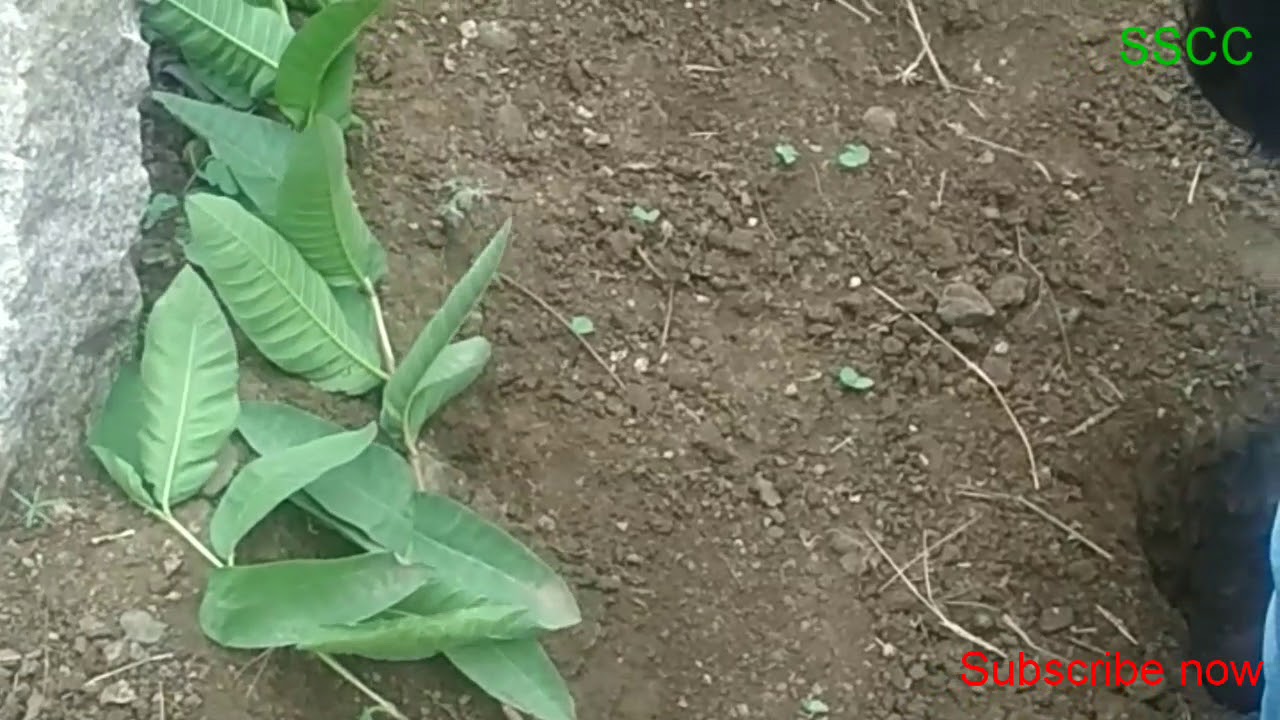 How to in jama pandu fruit plants|SS CREATIONS CHANNELL - YouTube