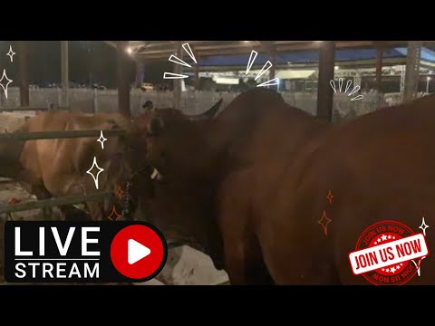 Denbigh Agriculture Show 2023 Walkthrough. Continues - YouTube