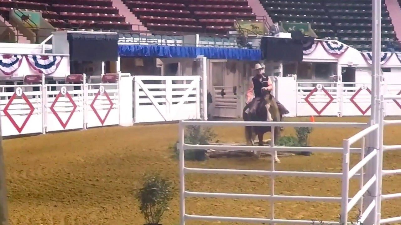 AQHA Versatility Ranch Horse Amateur Trail (See Obstacles) - YouTube
