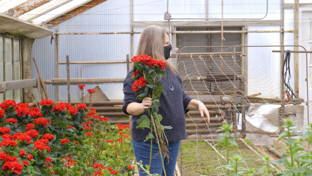 A look at Hendricks' Flower Shop in Lititz [video] - YouTube
