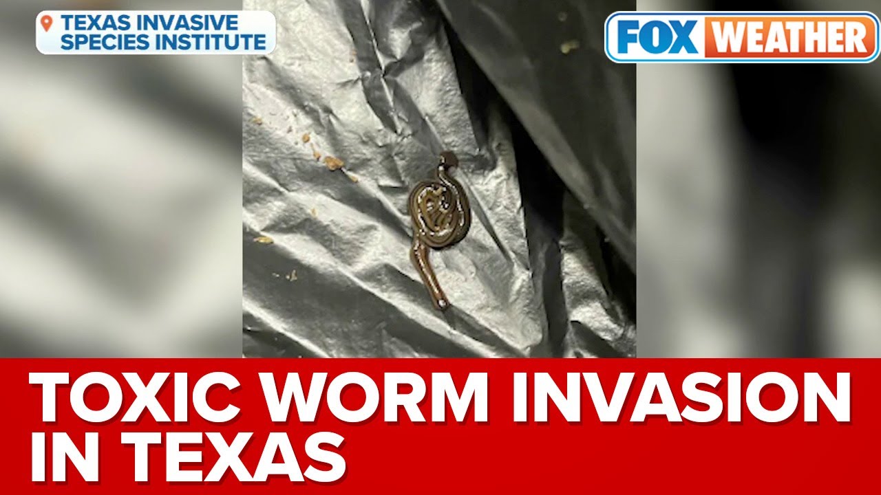 Recent Rains, Summerlike Warmth Leading To Toxic Worm Invasion In Texas ...