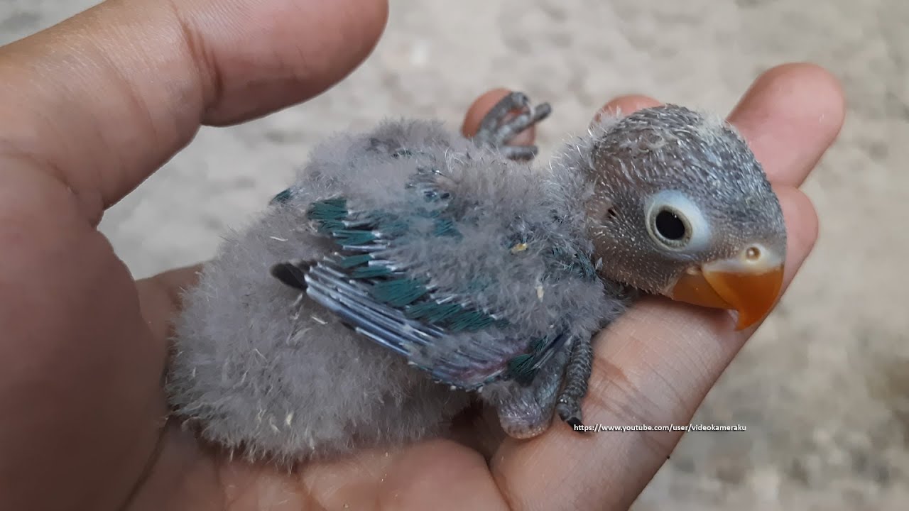 Lovebird Chick from Euwing Mauve Opaline & Parblue Turquoise Fischer ...