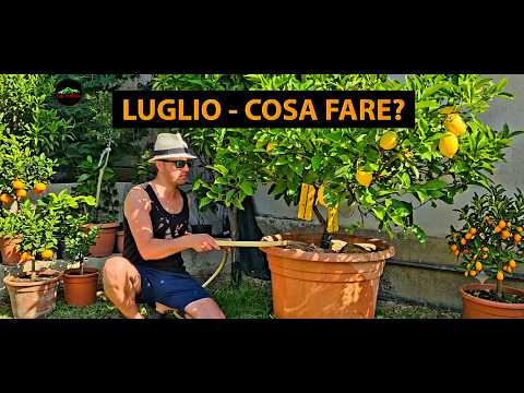 LIMONE E AGRUMI A LUGLIO - TUTTO CIÒ CHE BISOGNA FARE ALLE PIANTE
