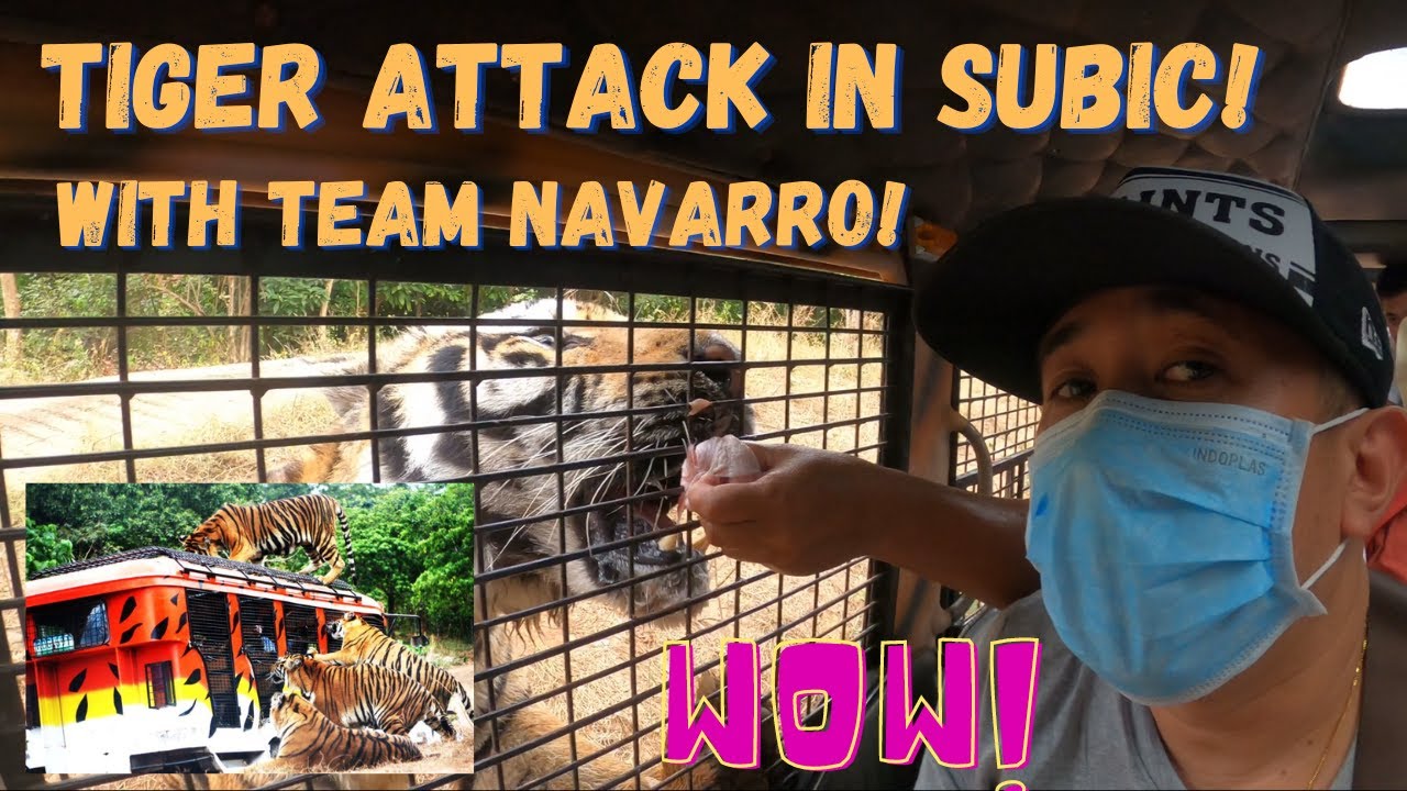 TIGER ATTACK IN ZOOBIC SAFARI AT SUBIC PHILIPPINES | WINNING TRADES ...