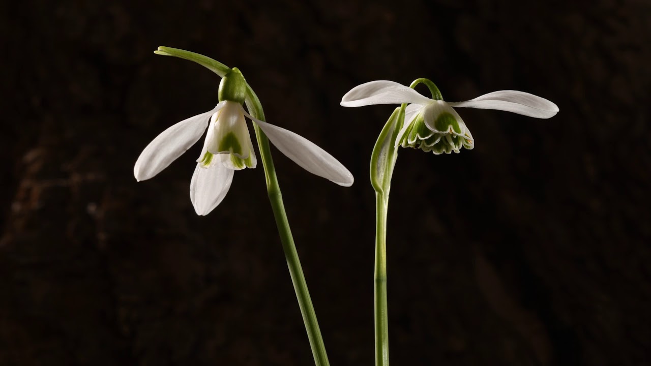 Snowdrops Arnott and Flore Pleno time lapse. Dew drops evaporate as ...