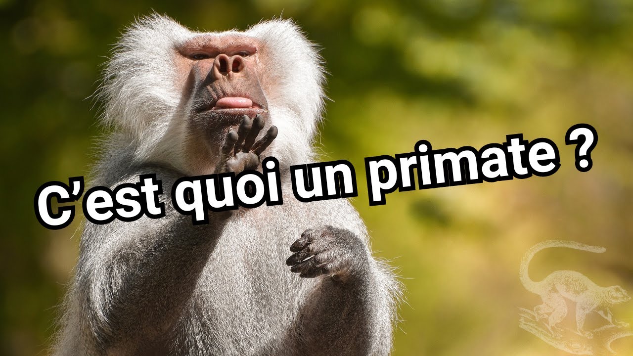 C'est quoi un primate ? - YouTube