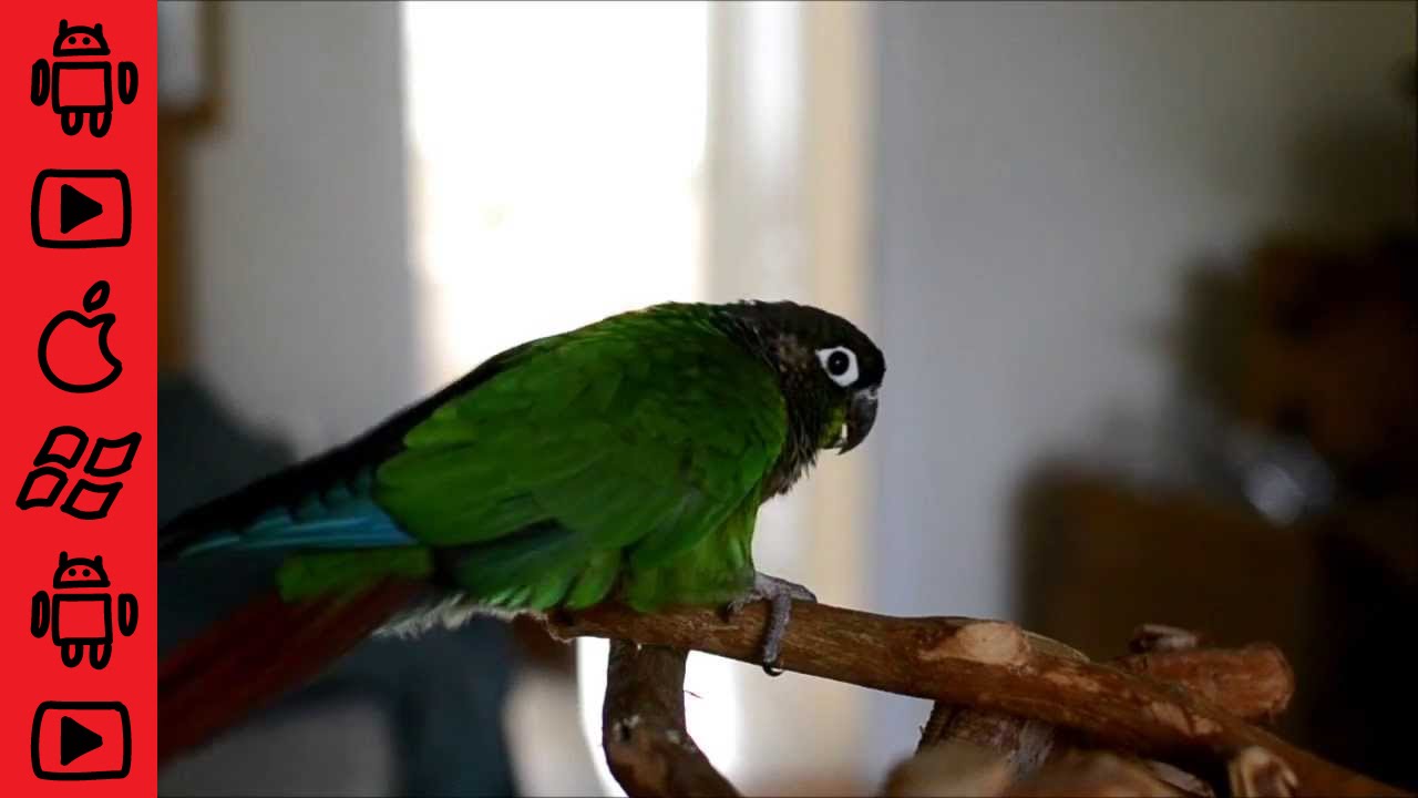 Green Cheeck Conure Parrot Dancing to some Royalty free Techno Music ...