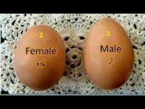 Gender of an egg!!! - YouTube