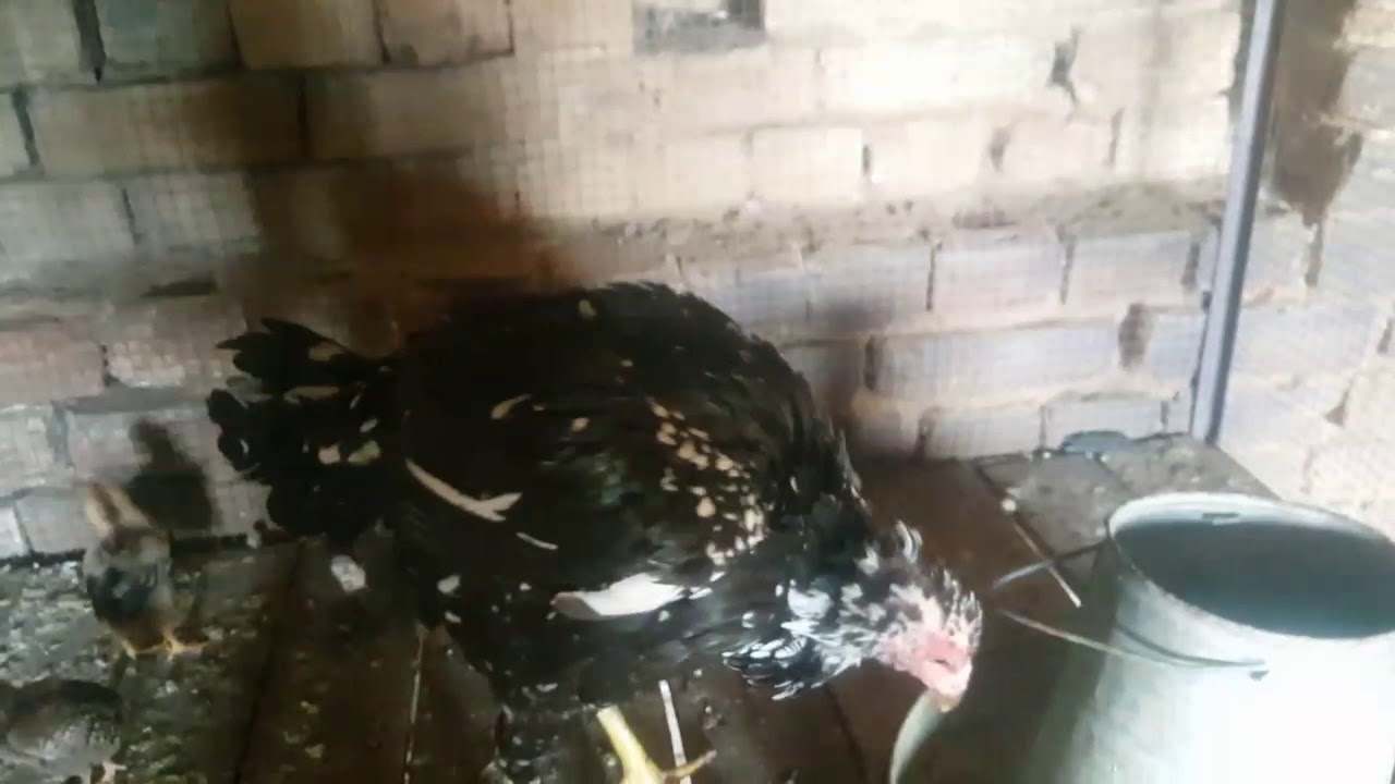 Aseel Hen With Aseel Chicks - YouTube