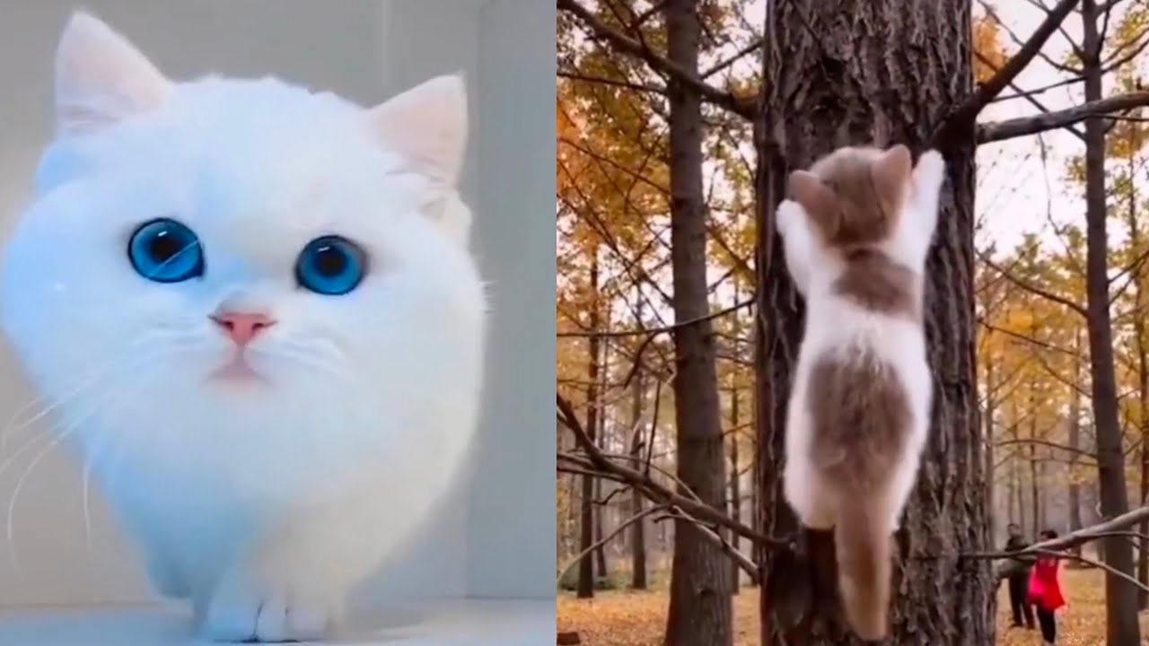 Cute 😍 and Funny Baby 😃 Cat Videos Compilation part - 1 😃😍😍 - YouTube