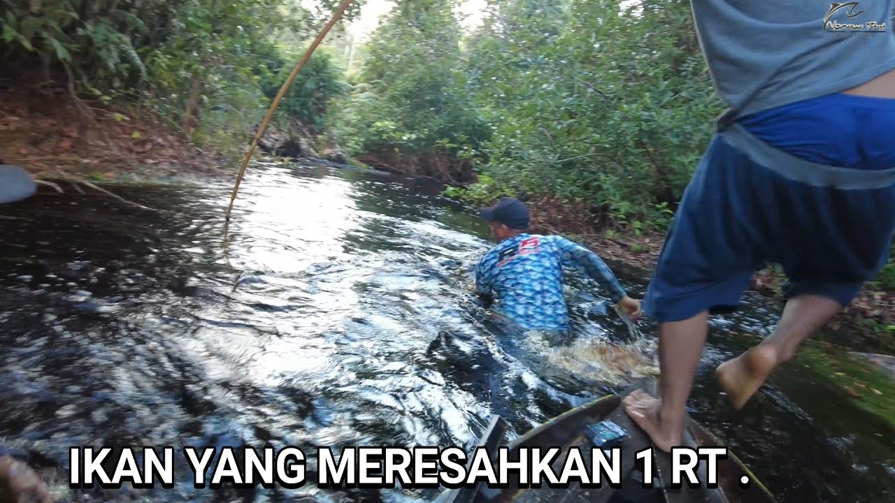 IKAN INI MEMBUAT CELANA MANG DIMAN M3LOROT .. 😂😂 ... - YouTube