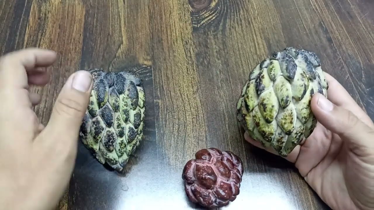 Saramuyo (Annona squamosa) - YouTube