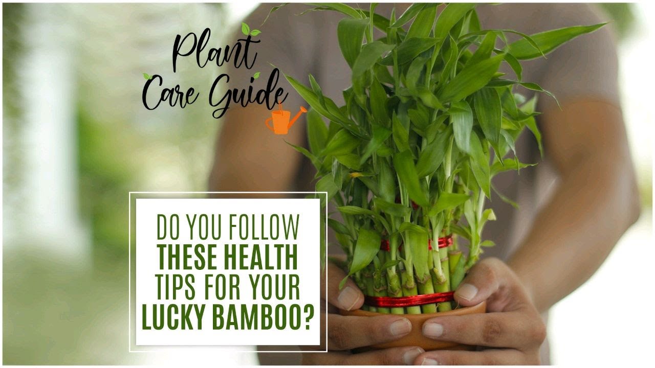 Lucky Bamboo Care Tips