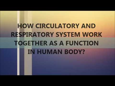 Circulatory and respiratory system work together in body - YouTube