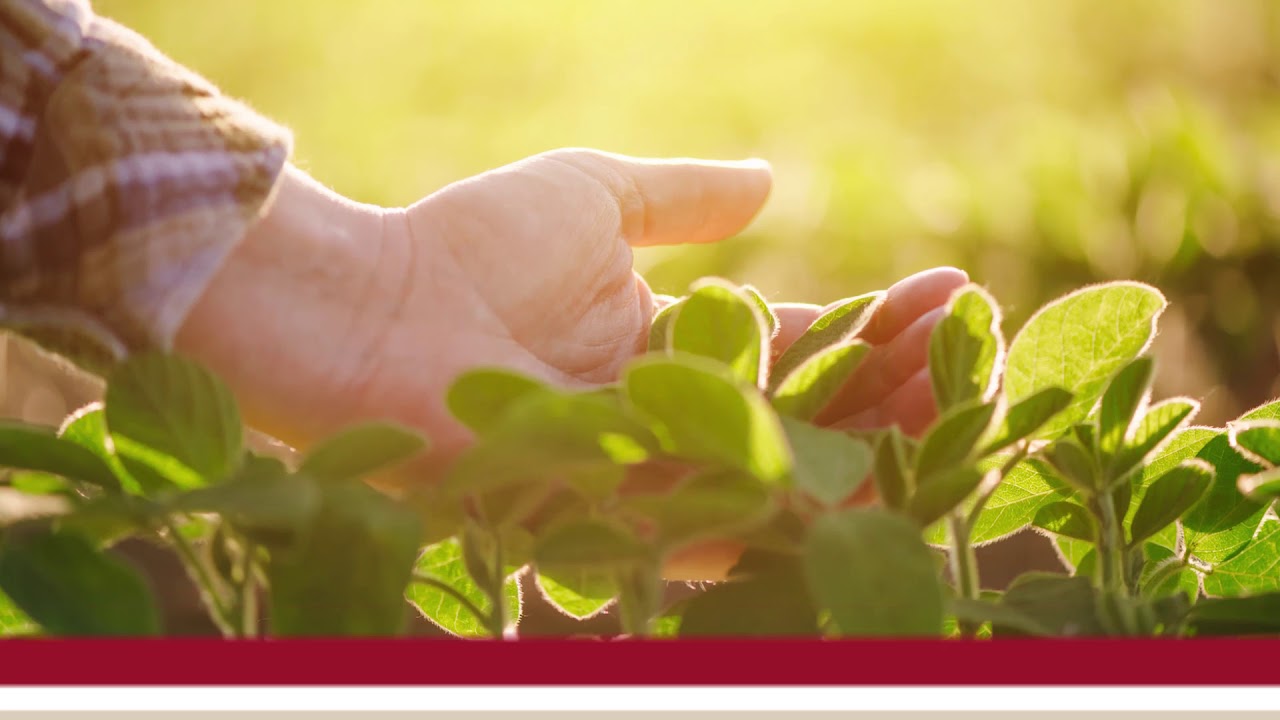 Plant Defender - Institucional - YouTube