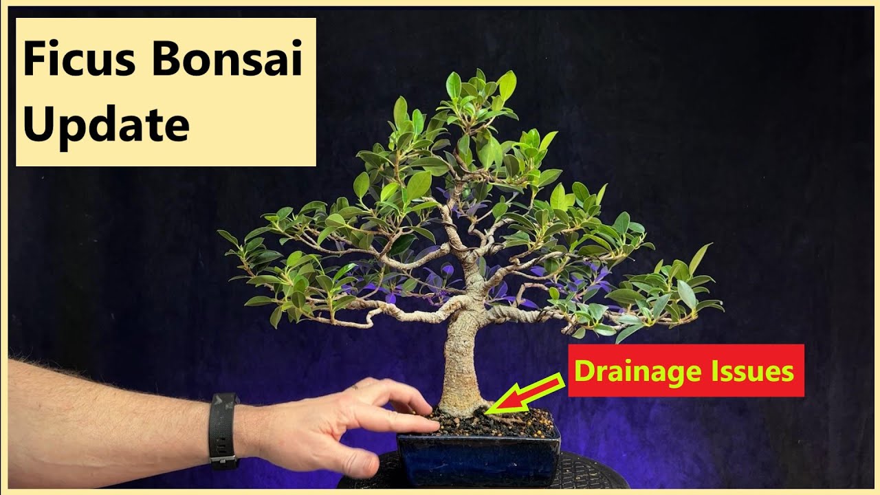 Ficus bonsai update not draining #bonsai #ficus #watering #repotting - YouTube