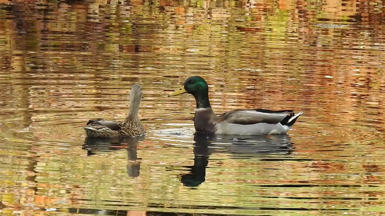 Two Ducks Doing a Courting Dance - YouTube
