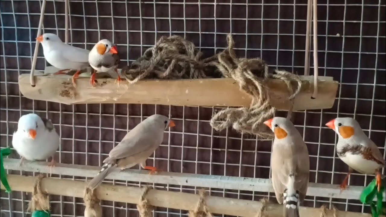 Zebra finch playing on a bamboo stick - YouTube