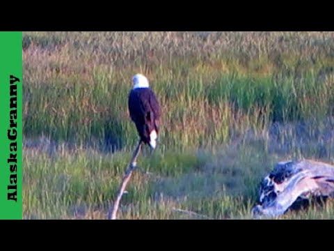 Alaska Bald Eagle Pooping... Bald Eagle Poop Alaska - YouTube