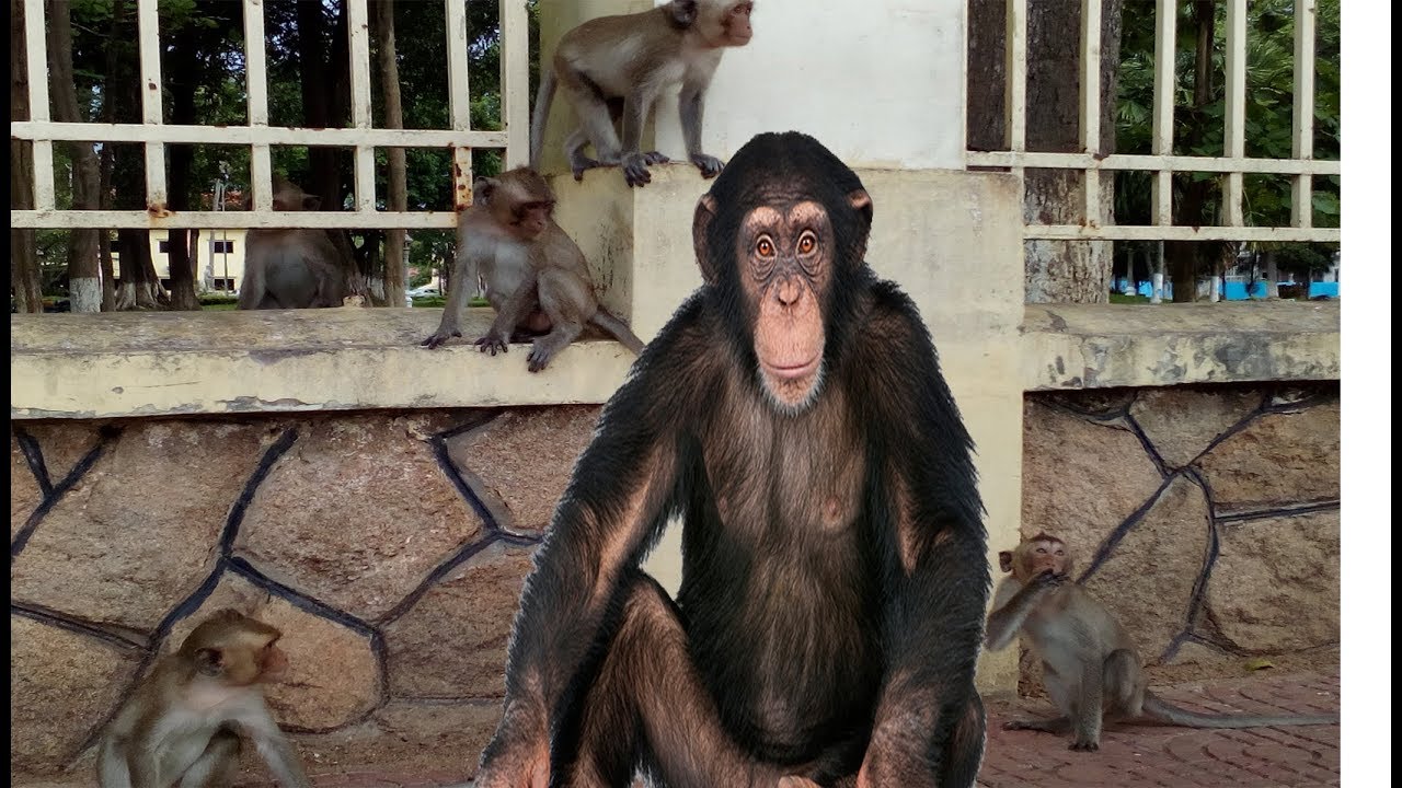 how to catch a monkey| catch monkey in cambodia to trap - YouTube