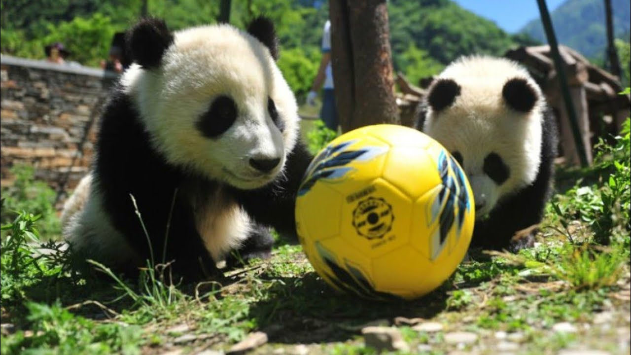 EL PANDA PICHICHI - YouTube