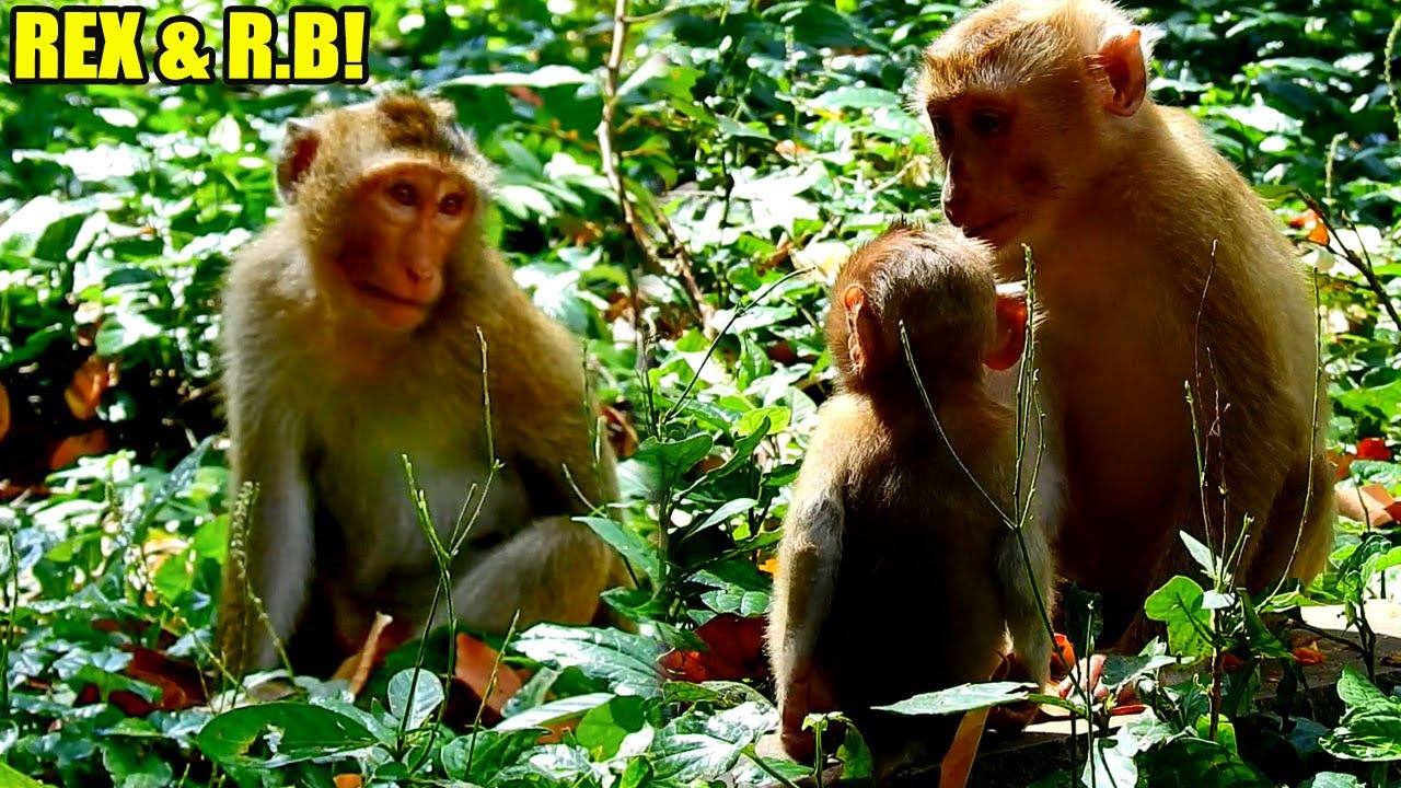 WONDERFUL DAY! BROTHER REX CAME TO VISIT HIS SISTER RAINBOW THAT HAS ...