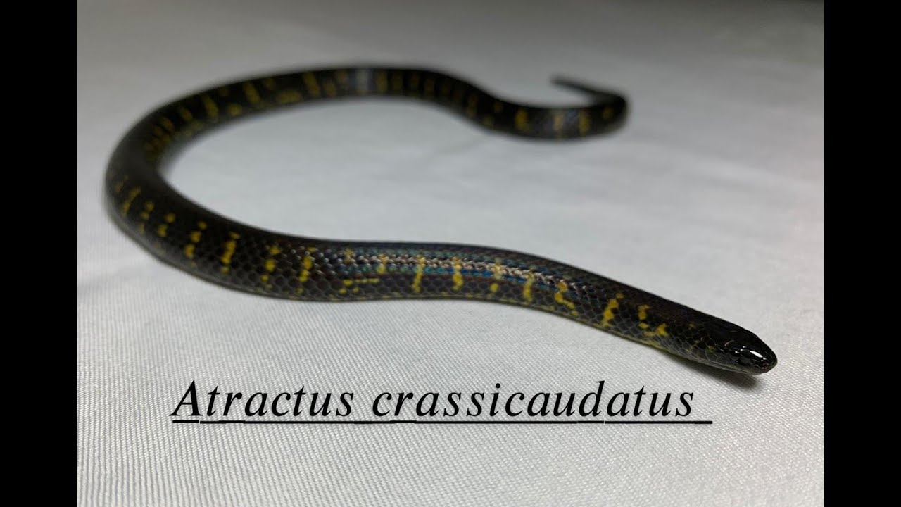Atractus crassicaudatus “serpiente sabanera”#serpientescolombia - YouTube