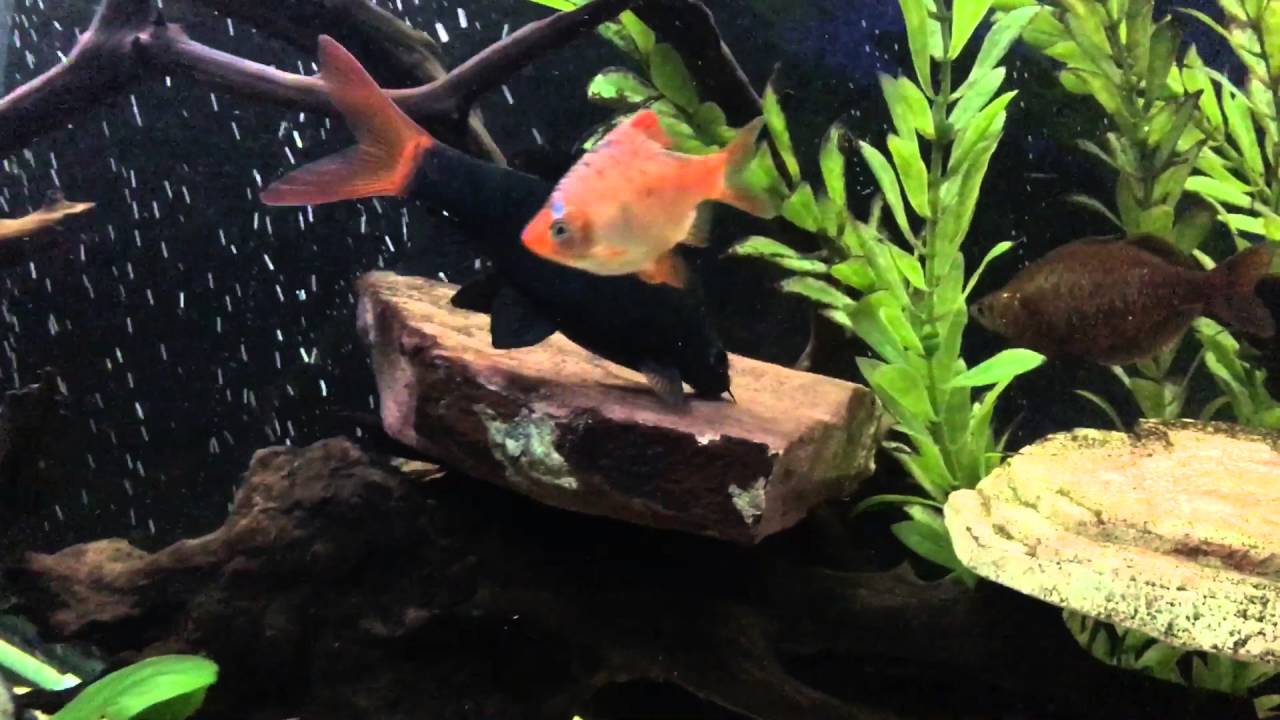 Roseline Sharks and Large Redtail Shark in my 125 Gallon "Shark Tank ...