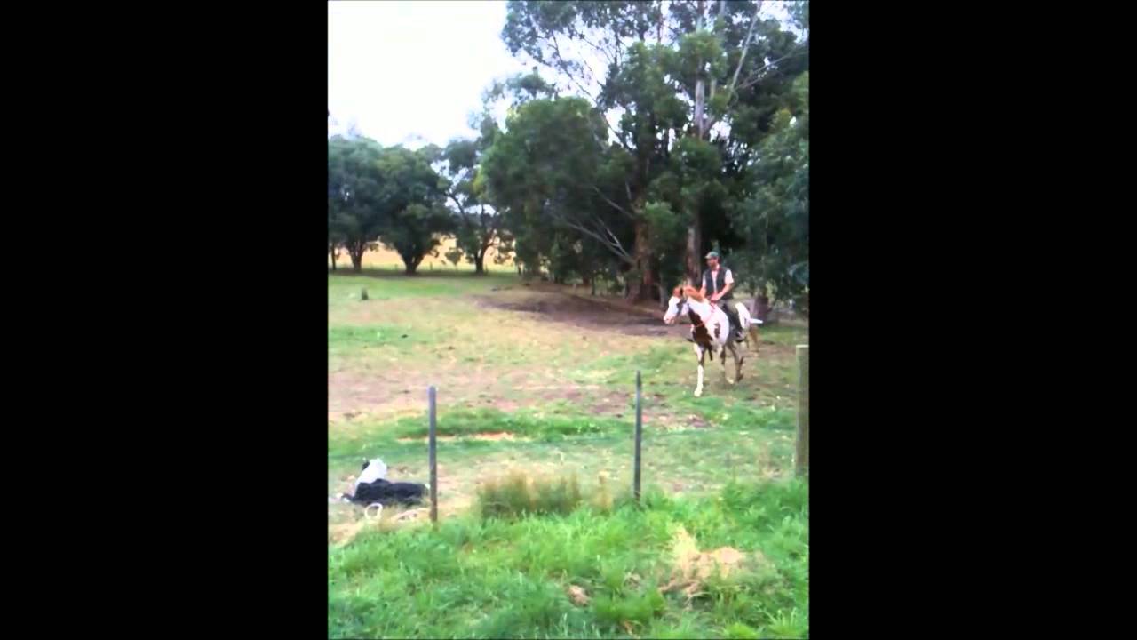 WESTERN AMIR ~ QUARAB PINTO STALLION - YouTube