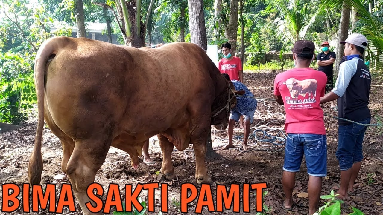BIMA SAKTI SAPI TERBESAR BERBOBOT 1.496 Kg MENYUSUL TUANnya. - YouTube