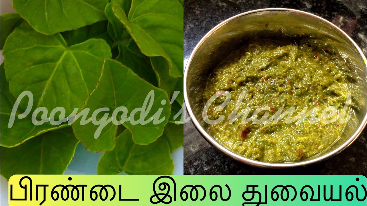பிரண்டை இலை துவையல் | Pirandai illai thuvaiyal lAdamant creeper leaves ...