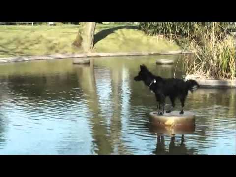 Funny Dog Rescue From Cold Water - YouTube