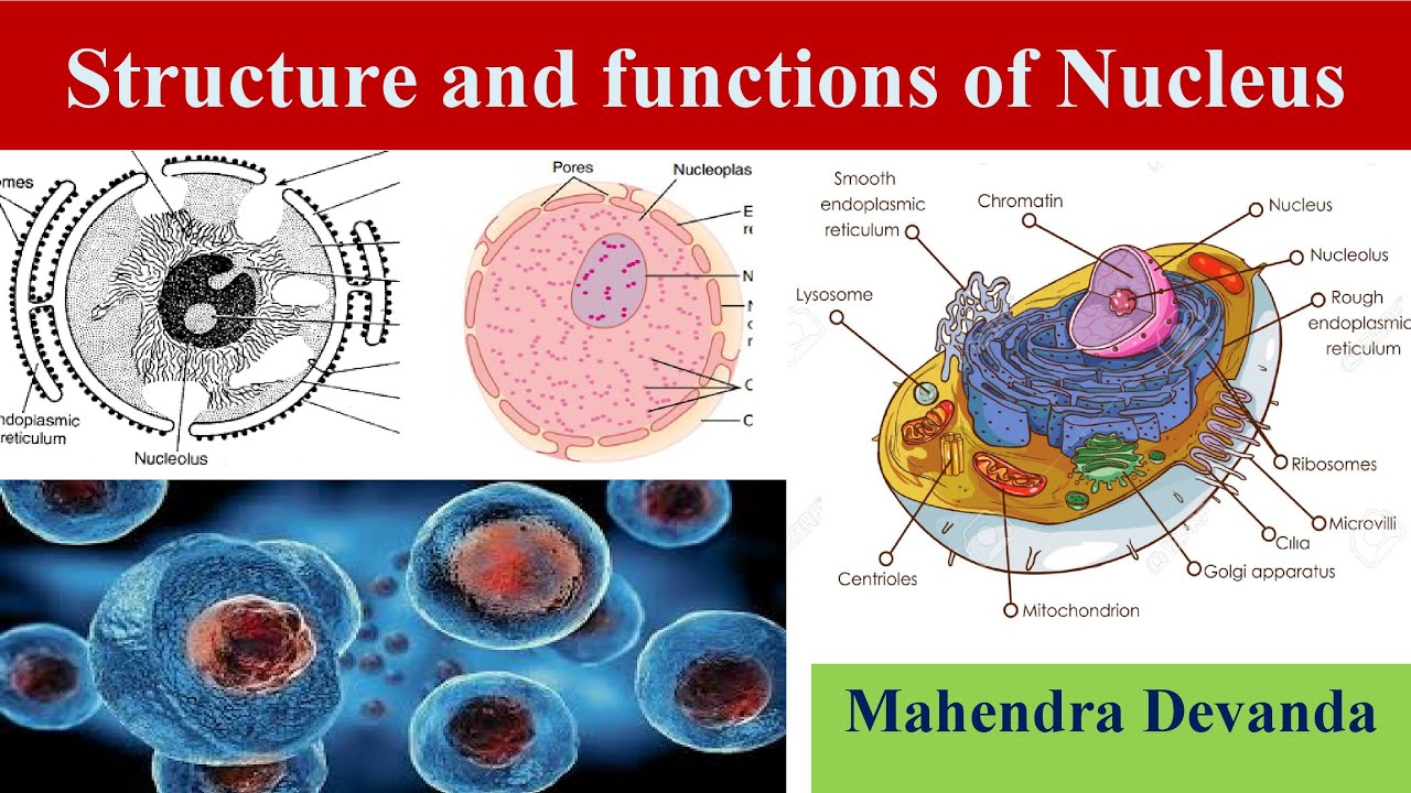 Nucleus | Structure of Nucleus | Functions of Nucleus - YouTube