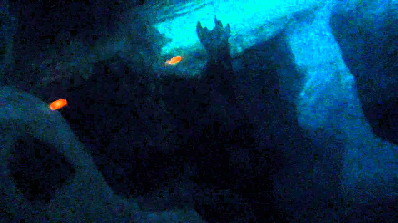 Vacation 2012: SeaWorld Wild Arctic: Walrus pt2 - YouTube