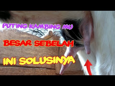 cara ampuh mengatasi masitis indukan kambing baru melahirkan