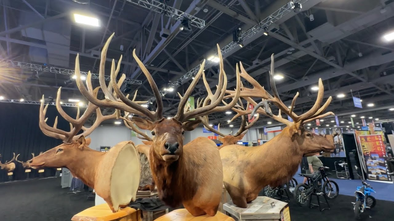 THE BIGGEST BULLS AT HUNT EXPO - YouTube
