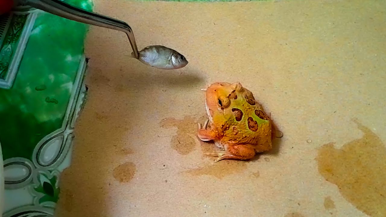 How does the Pacman frog react when place the prey in front? - YouTube