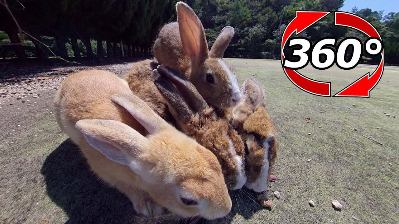VR 360° | A family perhaps? A group of rabbits with similar patterns ...
